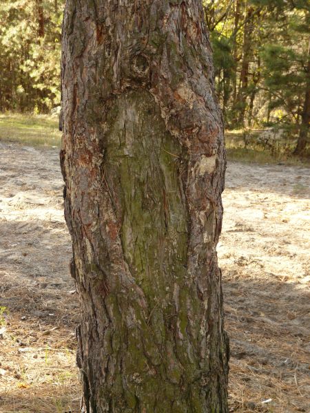 damaged trunk texture 0007 - Texturelib